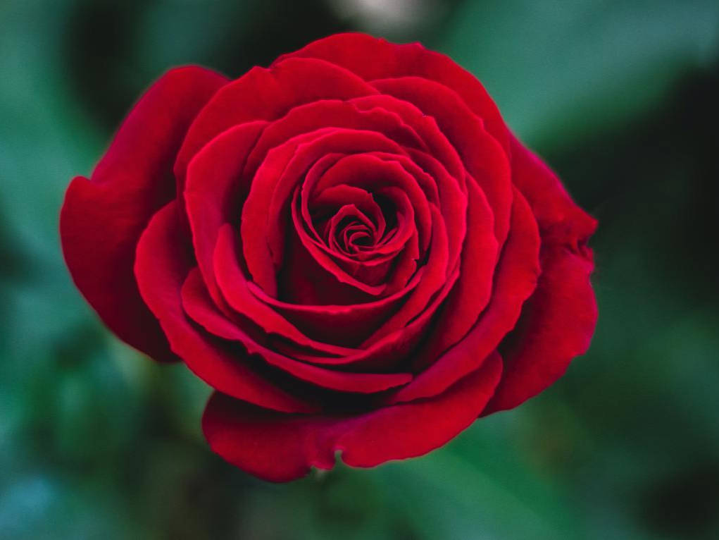 Bunga Mawar Sebagai Lambang Cinta - Soehanna Hall